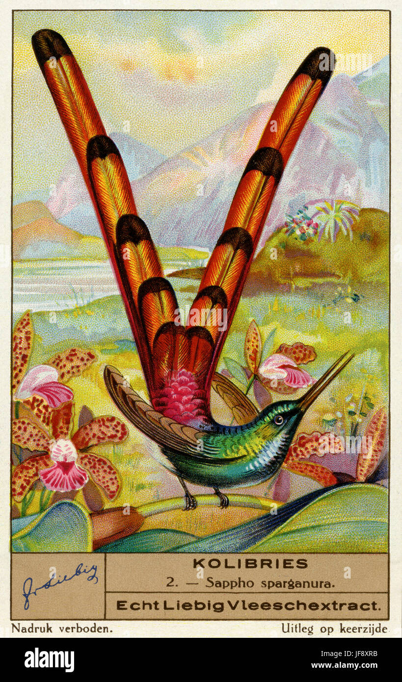 Red tailed comet (Sappho sparganurus) Hummingbirds. Liebig collectors ...