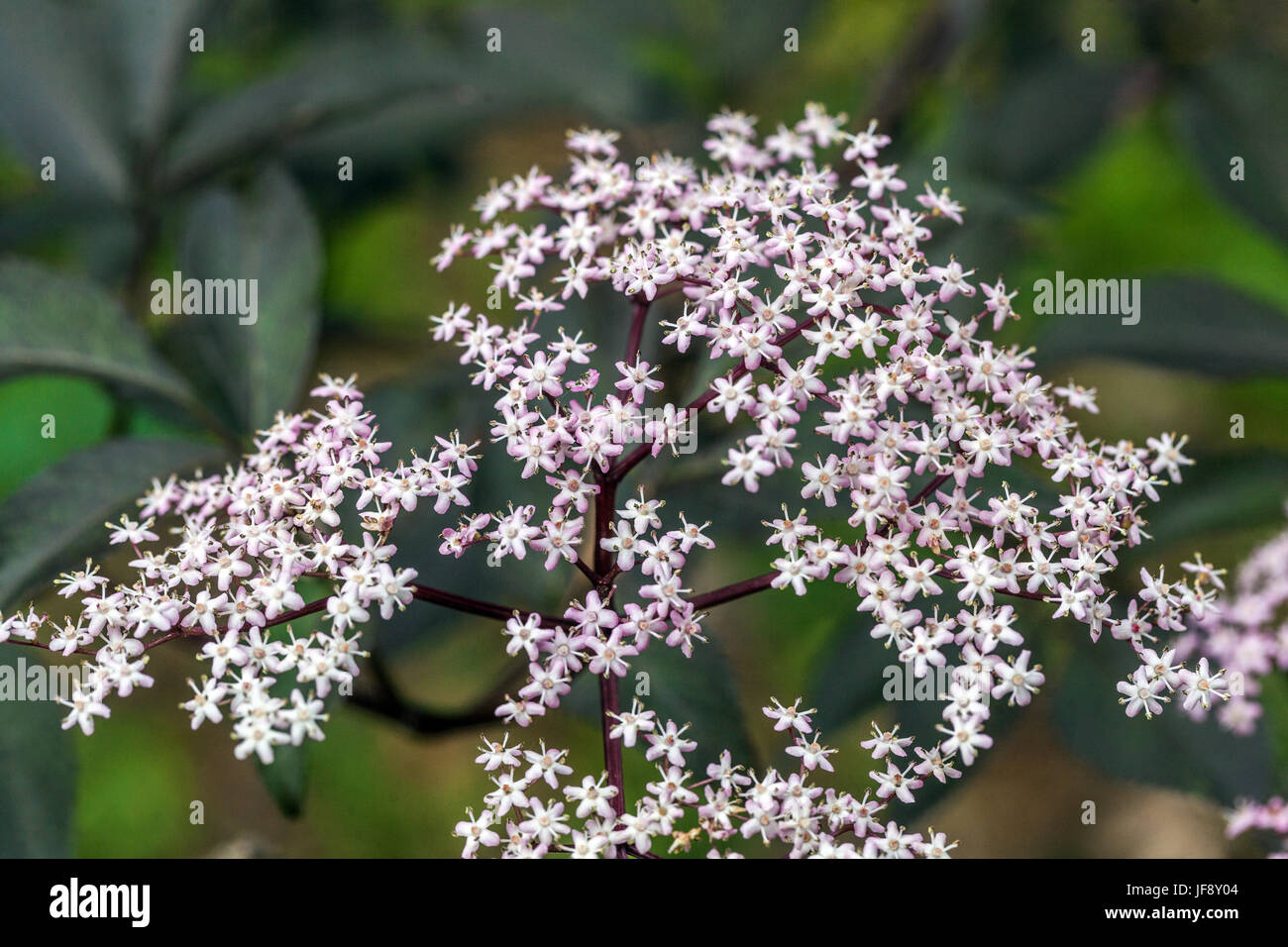 Black elder Sambucus nigra ' Thundercloud ' flower Stock Photo - Alamy