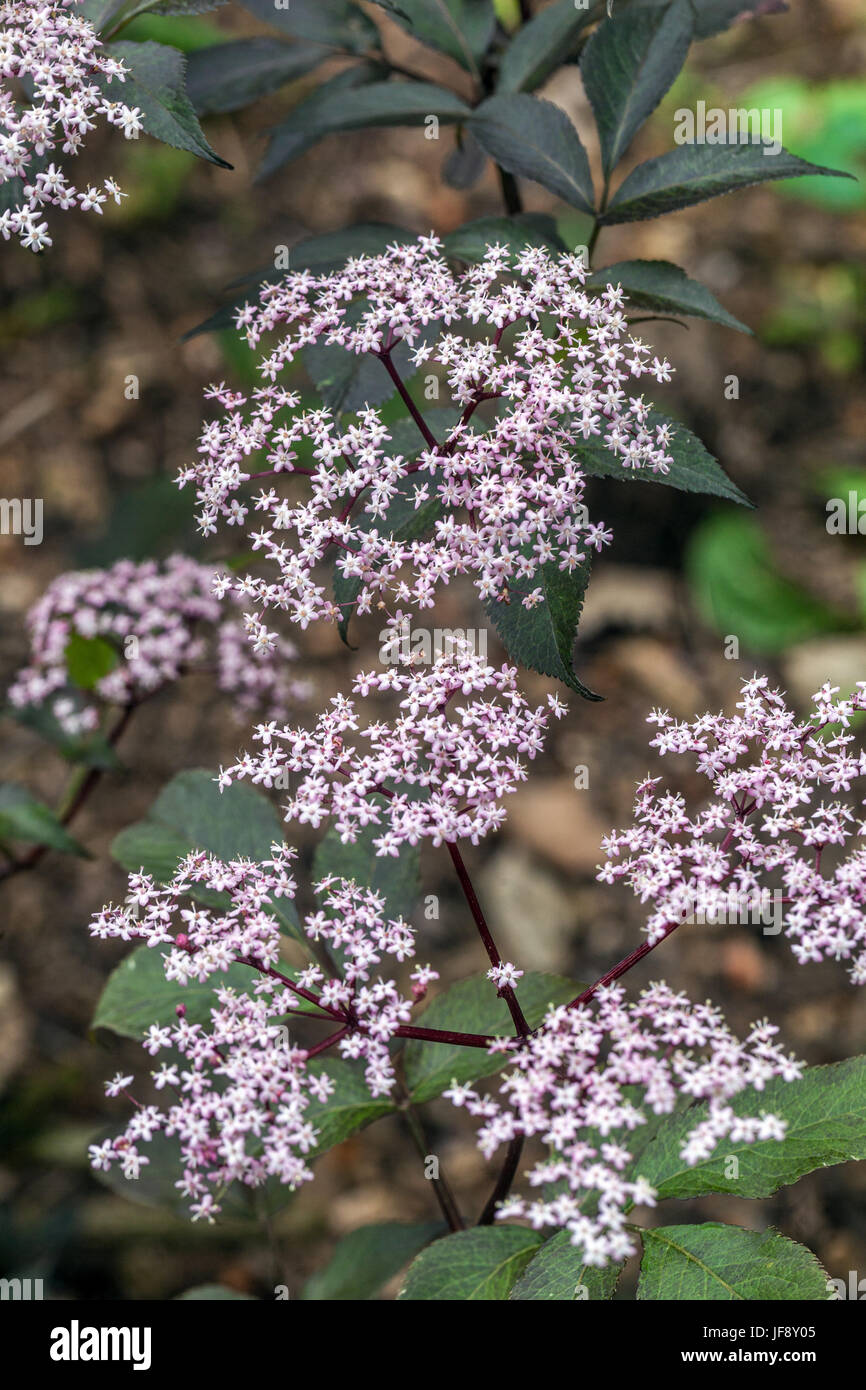 Sambucus nigra ' Thundercloud ' Black elder Sambucus in bloom Stock ...