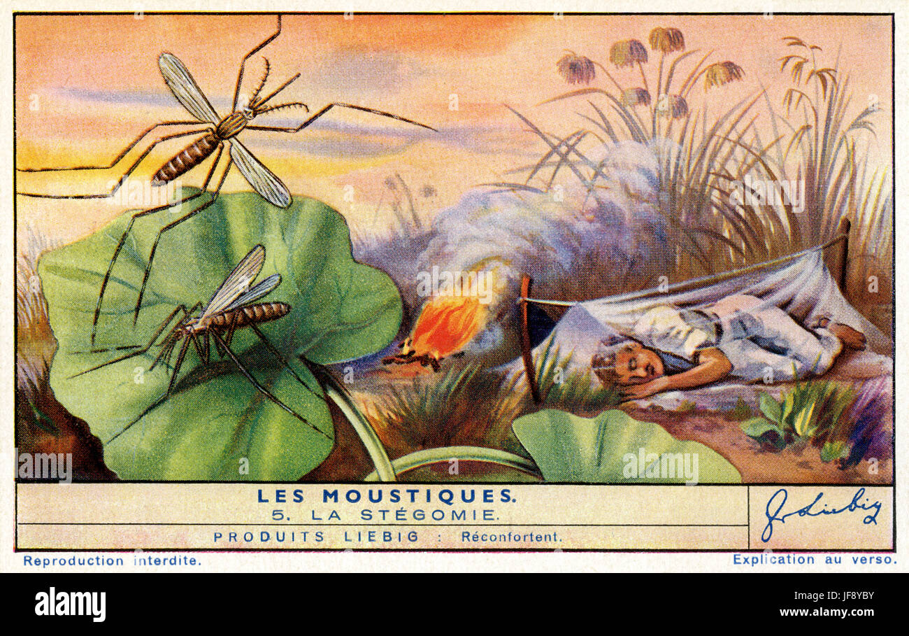 Aedes / stegomyia, genus of mosquitos carrying diseases such as dengue ...