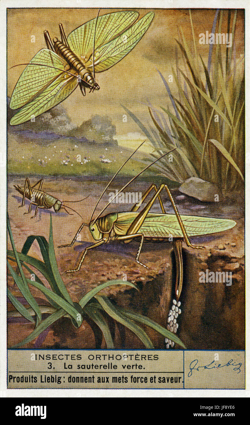 Grasshopper. Orthoptera. Liebig collectors card, 1947 Stock Photo - Alamy