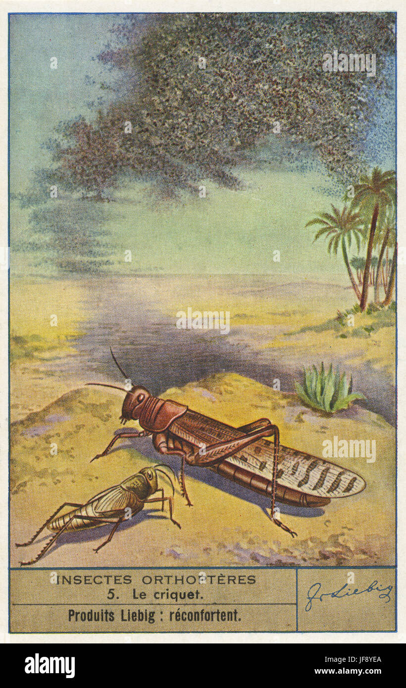 Cricket. Orthoptera. Liebig collectors card, 1947 Stock Photo - Alamy