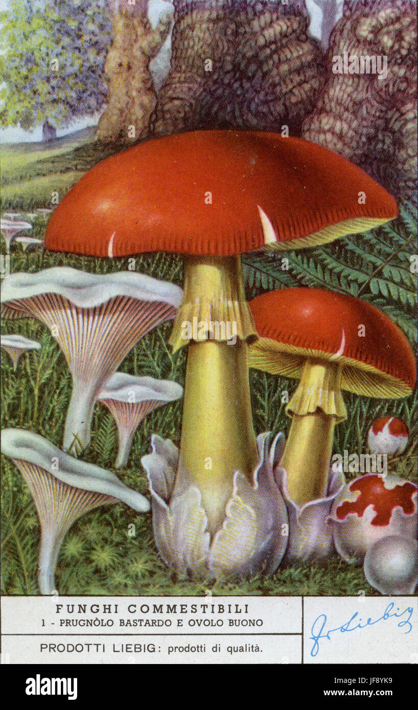 Miller / sweetbread mushroom (Clitopilus prunulus) and Caesar's ...