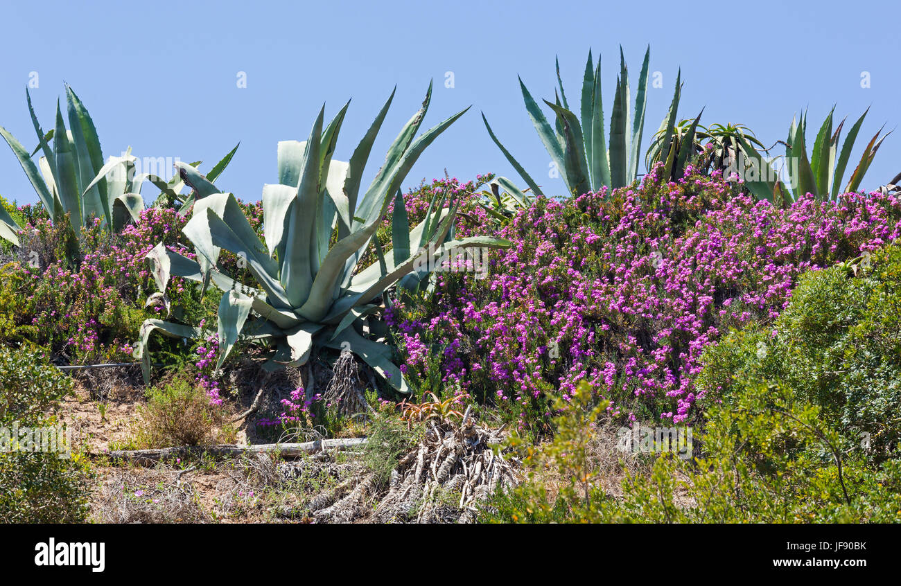 Agave plant and purple flowers Stock Photo - Alamy