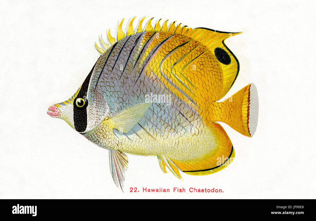Blackback butterfly fish (Chaetodon melannotus) Pacific fish species ...
