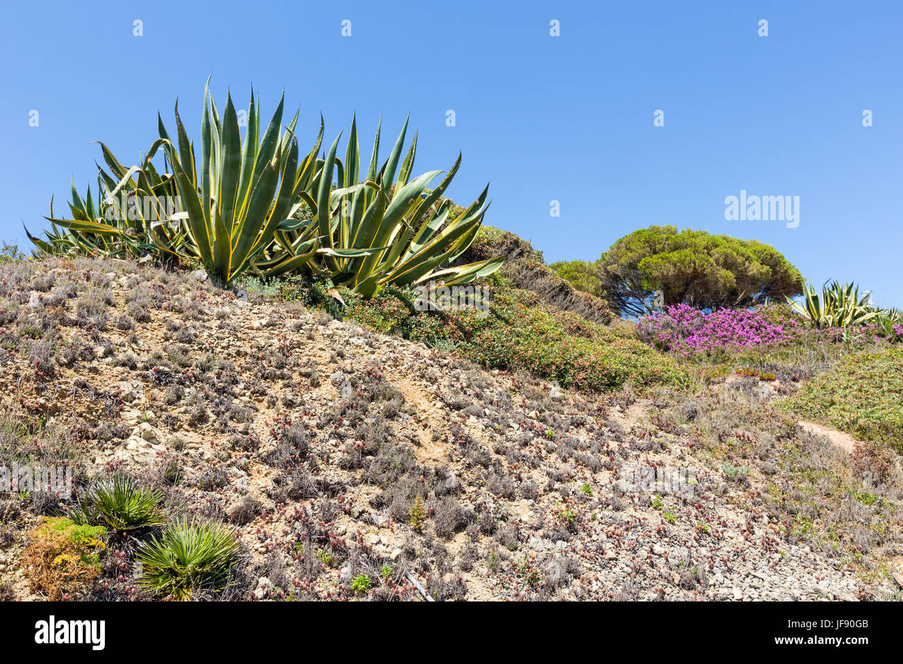 Agave plant and purple flowers Stock Photo - Alamy
