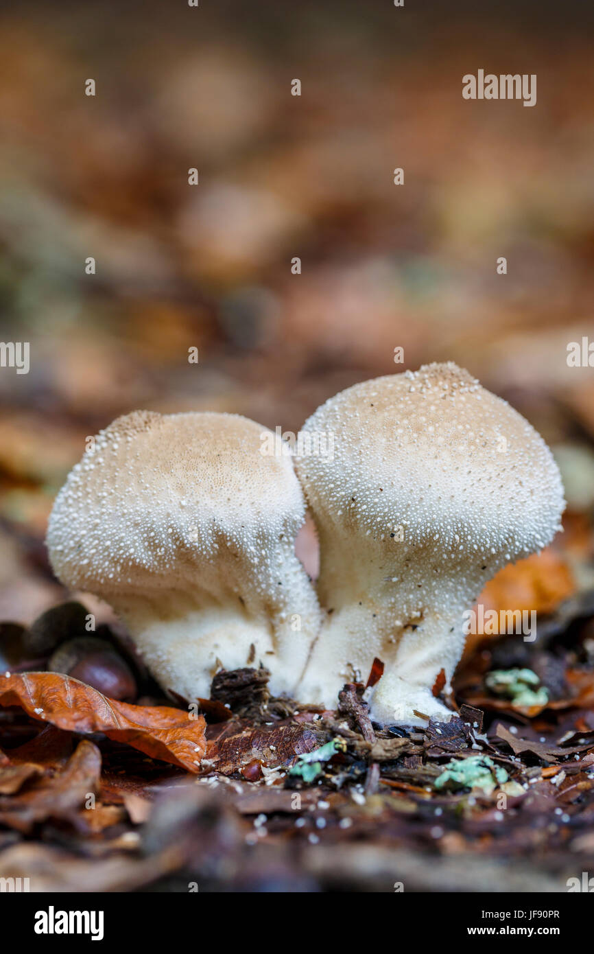 Common puffball lycoperdon perlatum fungi hi-res stock photography and ...