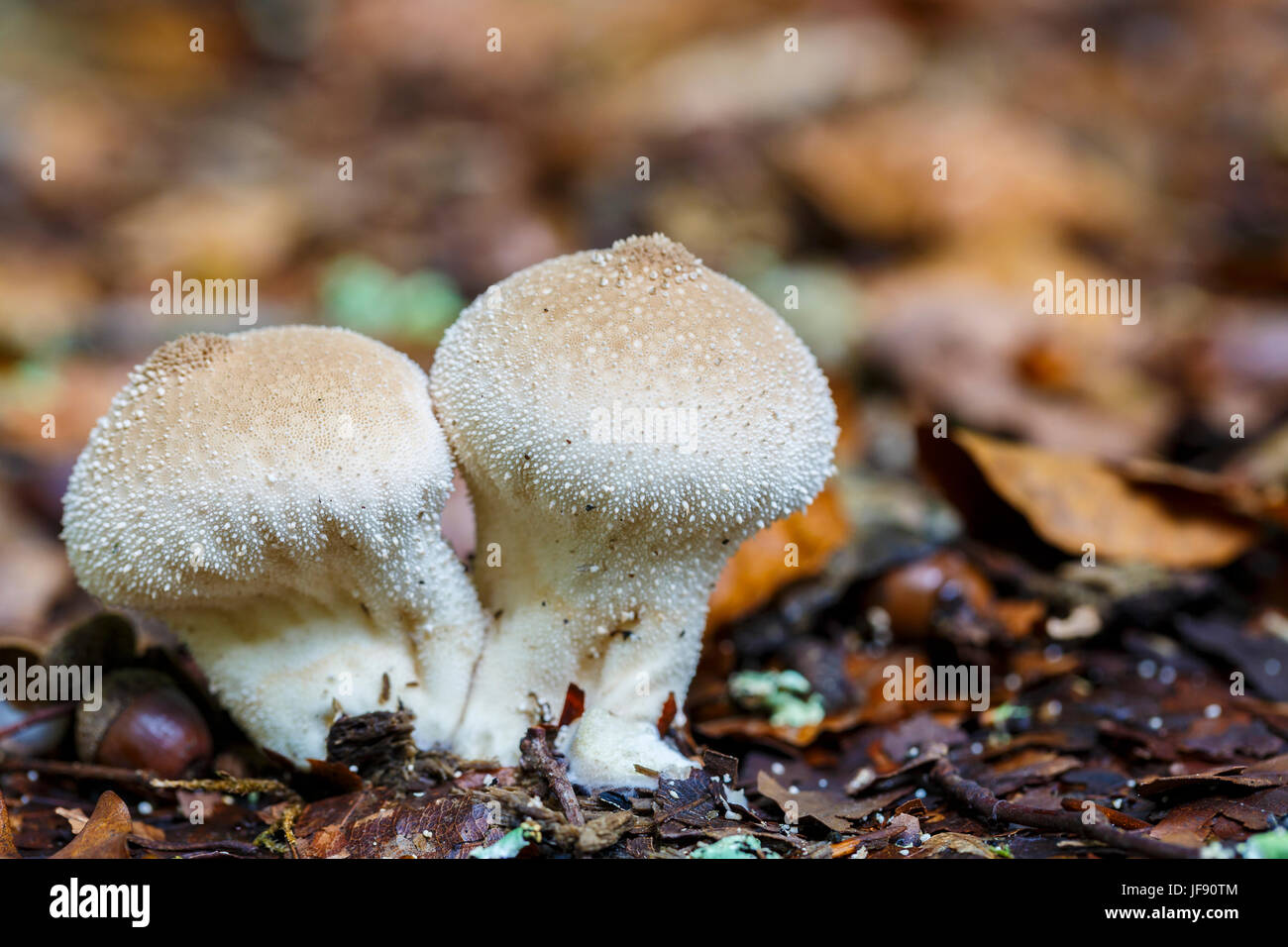Common puffball lycoperdon perlatum fungi hi-res stock photography and ...