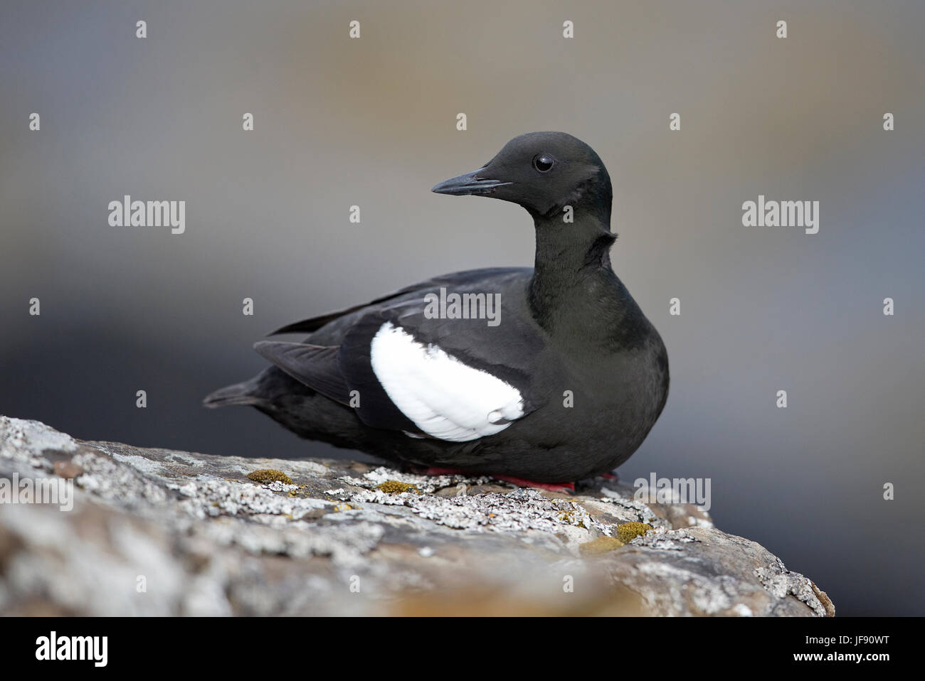 Black Guillemot (Cepphus grylle) Iceland IS June 2017 Stock Photo - Alamy