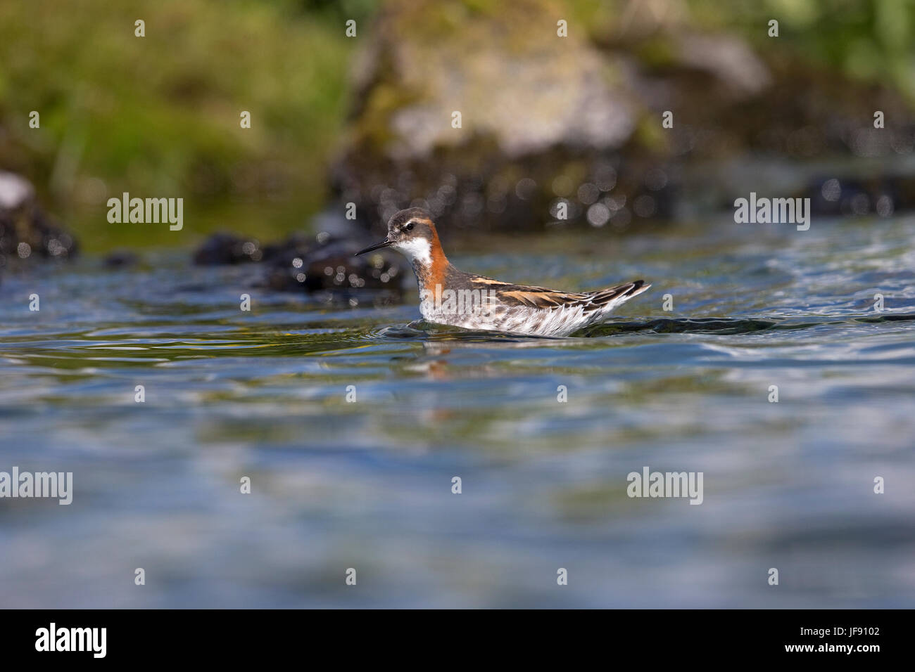 Red-necked Phalarope (Phalaropus lobatus Stock Photo - Alamy