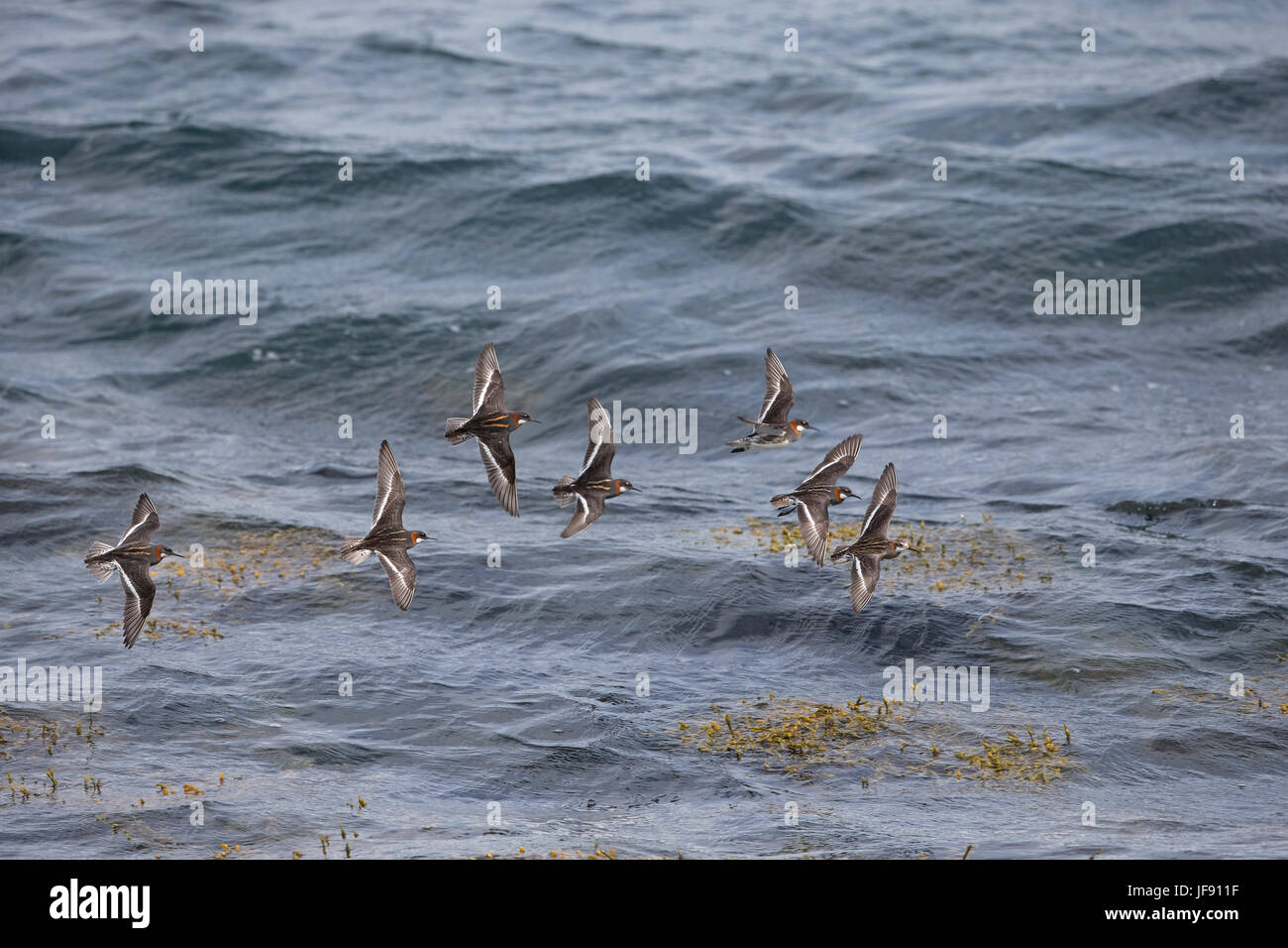 Red necked phalarope in flight hi-res stock photography and images - Alamy