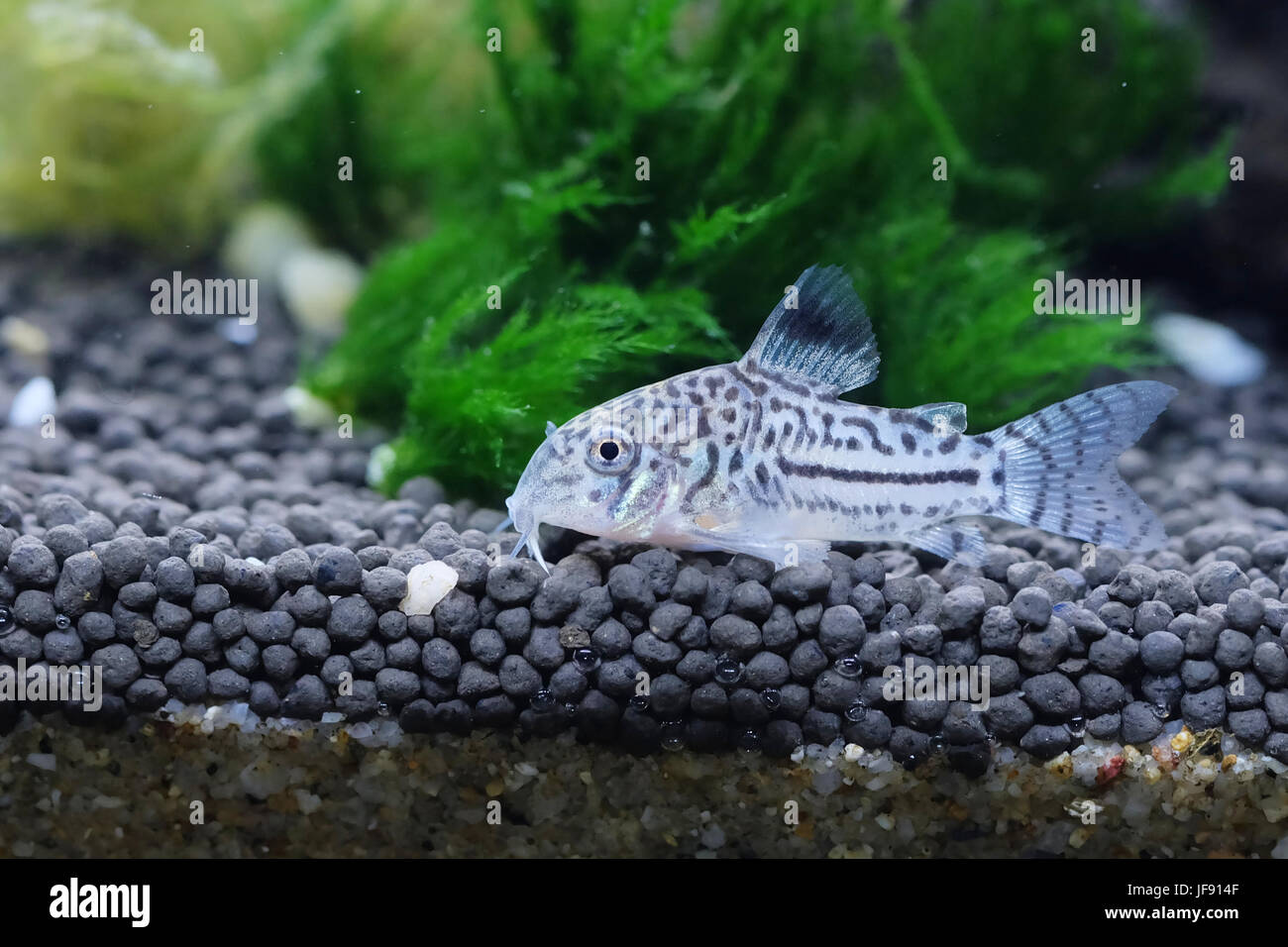 Portrait of a Spotted Corydoras Stock Photo - Alamy