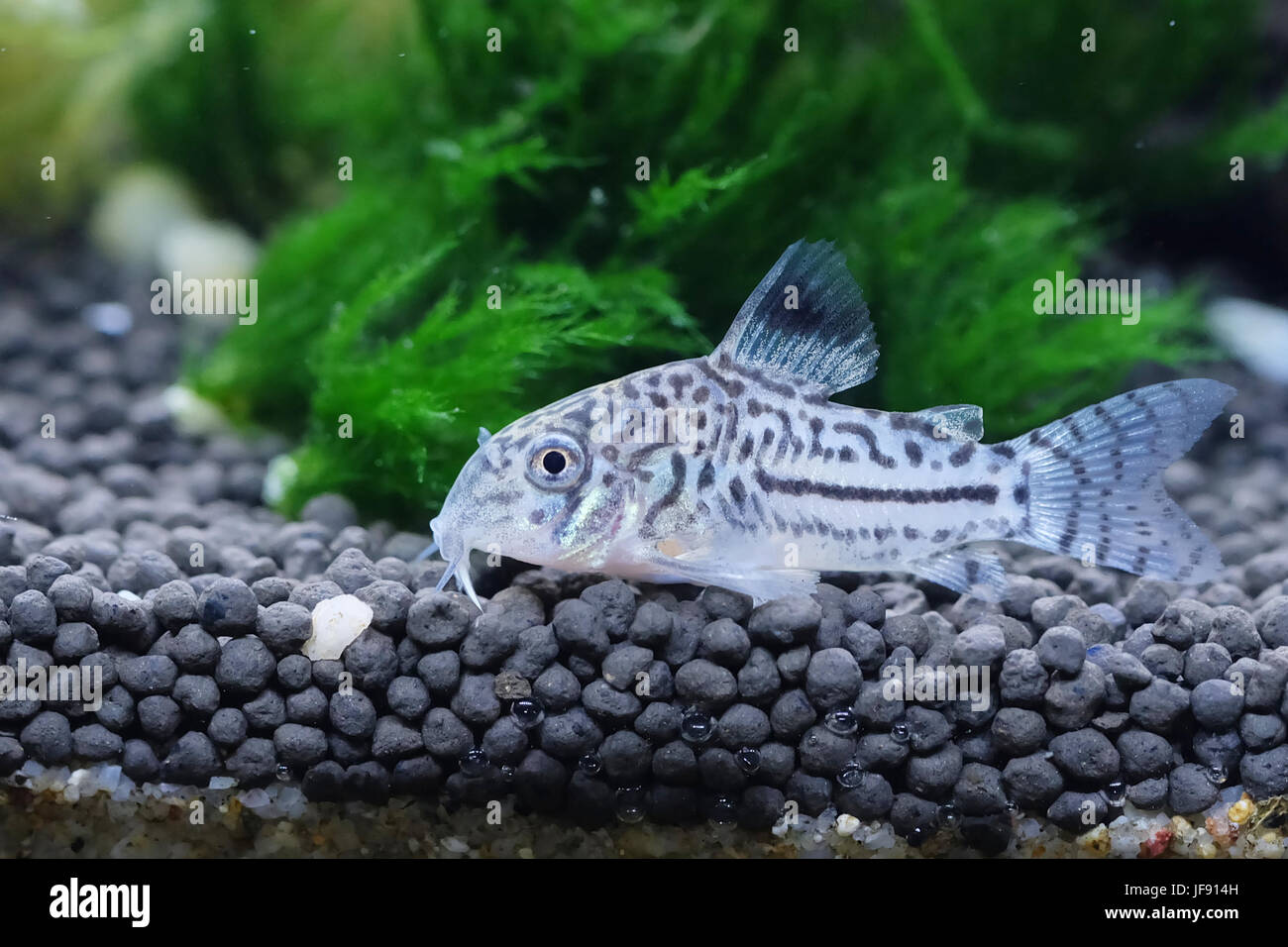 Portrait of a Spotted Corydoras Stock Photo - Alamy