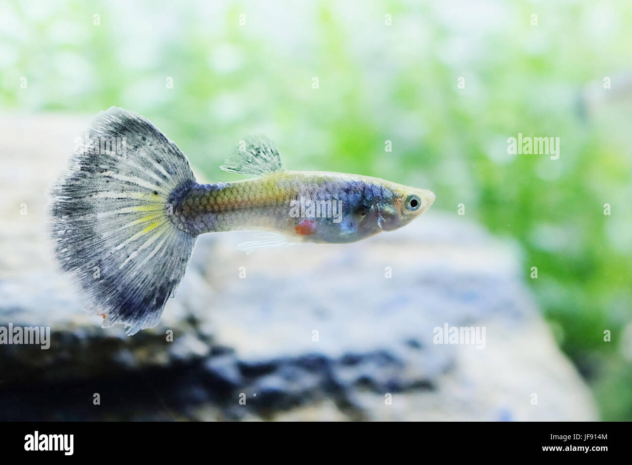 Portrait of a Black Guppy Stock Photo - Alamy