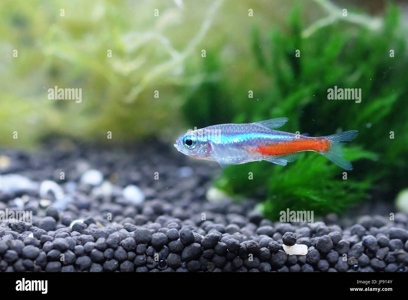 Portrait of a Neon Fish Stock Photo - Alamy