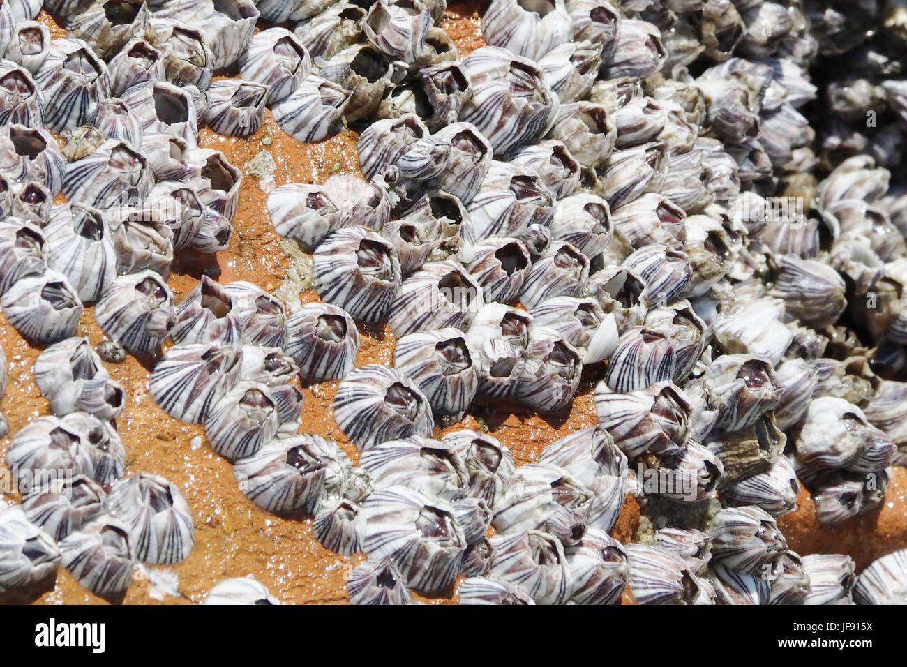 Closeup shot beautiful rocky hi-res stock photography and images - Alamy
