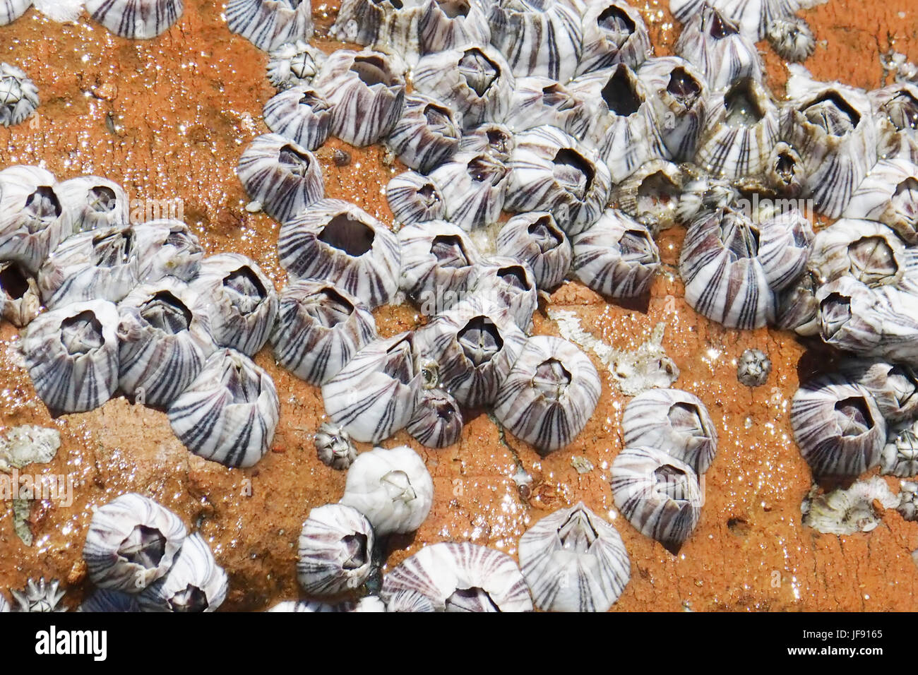 Close Up Shot of Barnacles on a Rock Stock Photo - Alamy