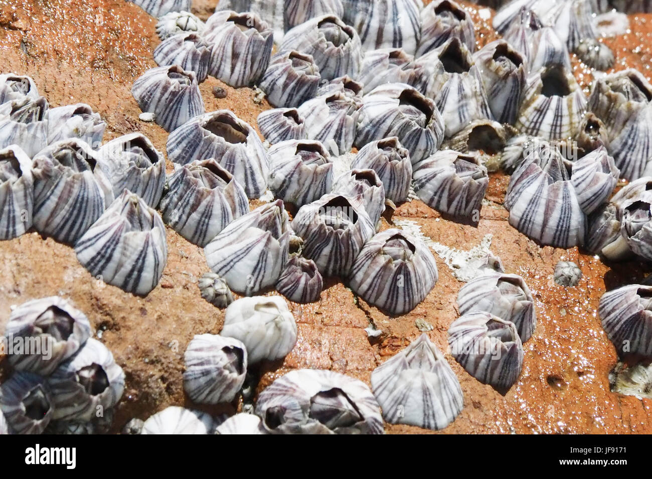 Close Up Shot of Barnacles on a Rock Stock Photo - Alamy