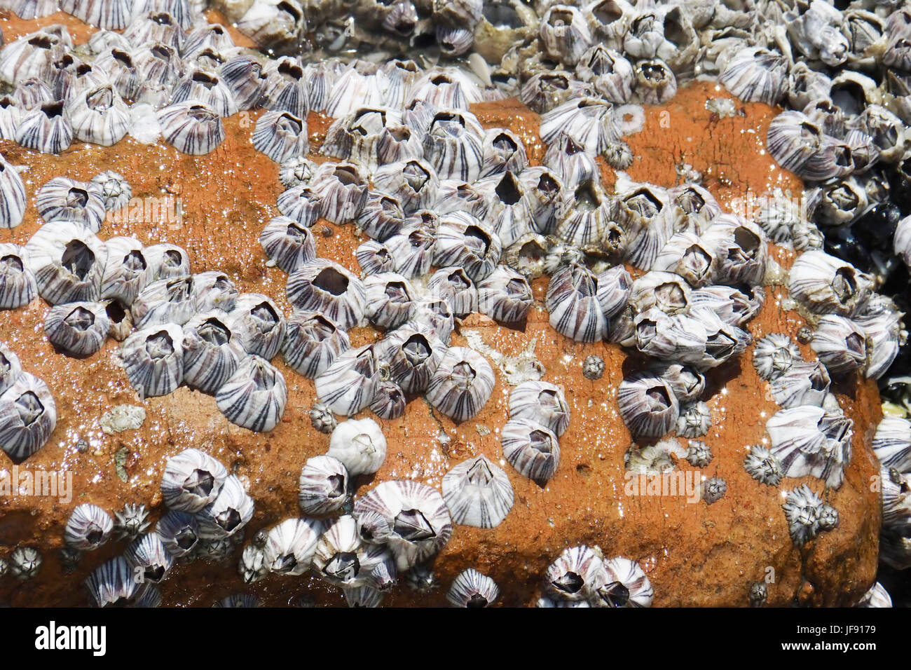 Close Up Shot of Barnacles on a Rock Stock Photo - Alamy