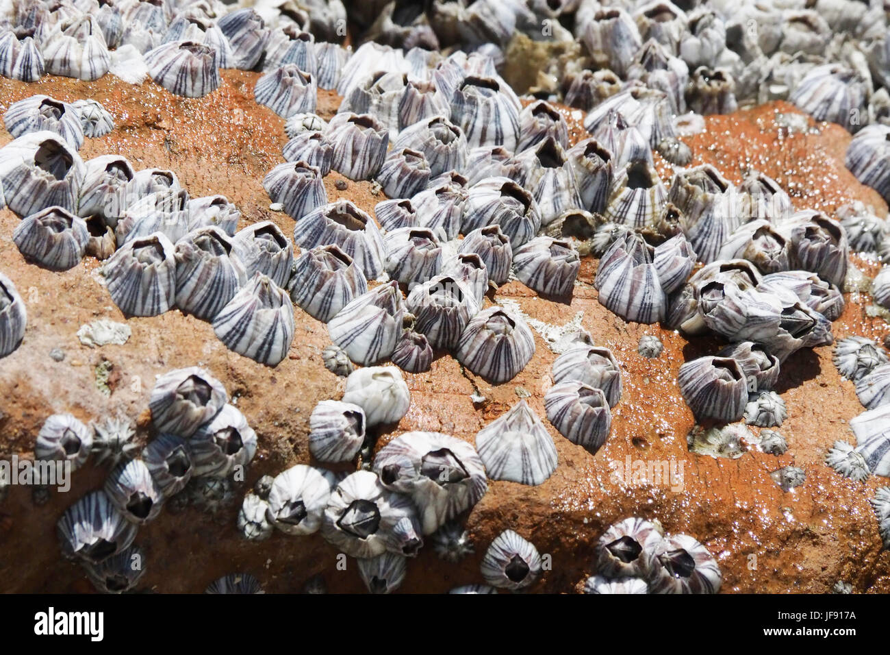 Acorn barnacles on rock hi-res stock photography and images - Alamy