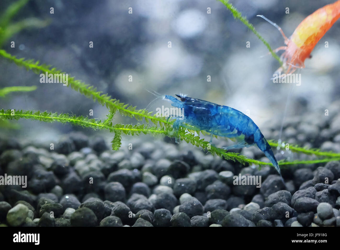 Blue shrimp plant hi-res stock photography and images - Alamy