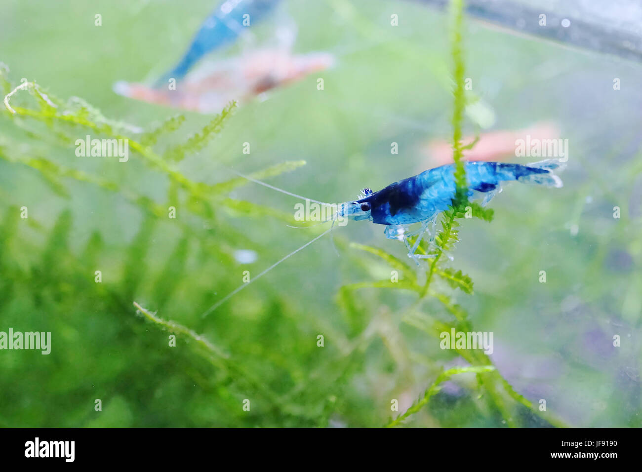 Portrait of a Blue Shrimp Stock Photo - Alamy