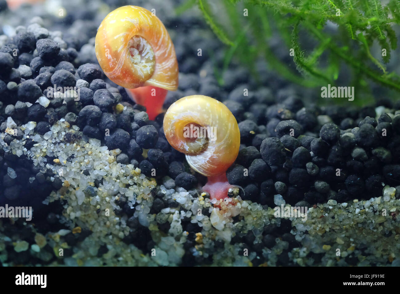 Portrait of Red Apple Snail Stock Photo - Alamy
