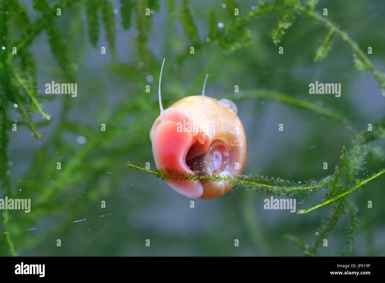 Portrait of Red Apple Snail Stock Photo - Alamy