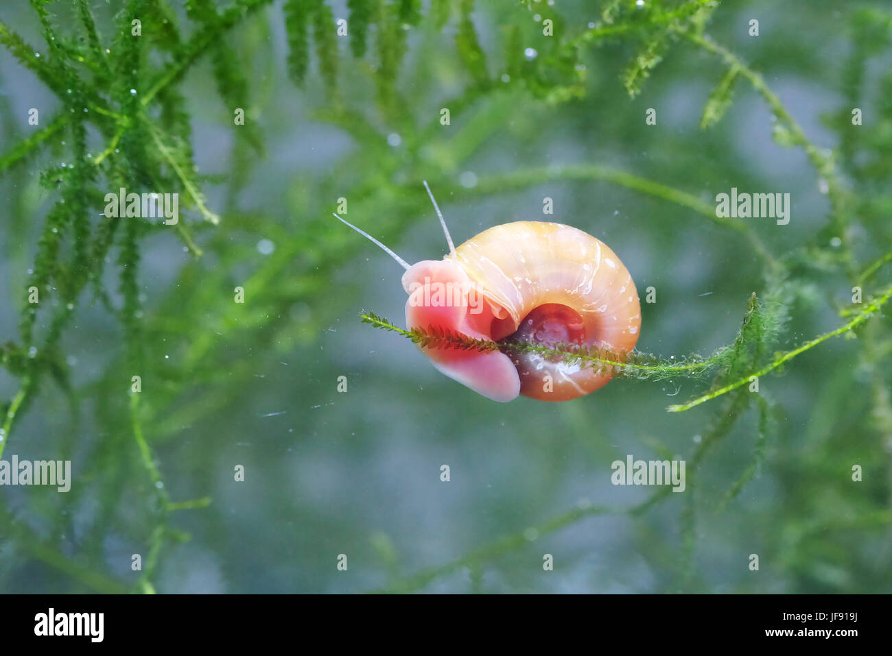 Portrait of Red Apple Snail Stock Photo - Alamy