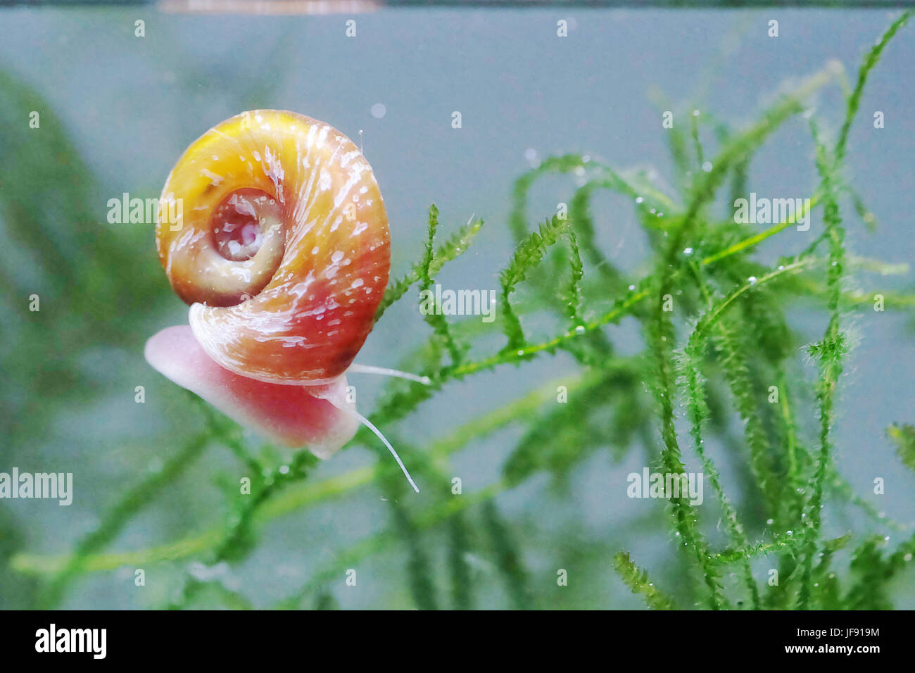 Portrait of Red Apple Snail Stock Photo - Alamy