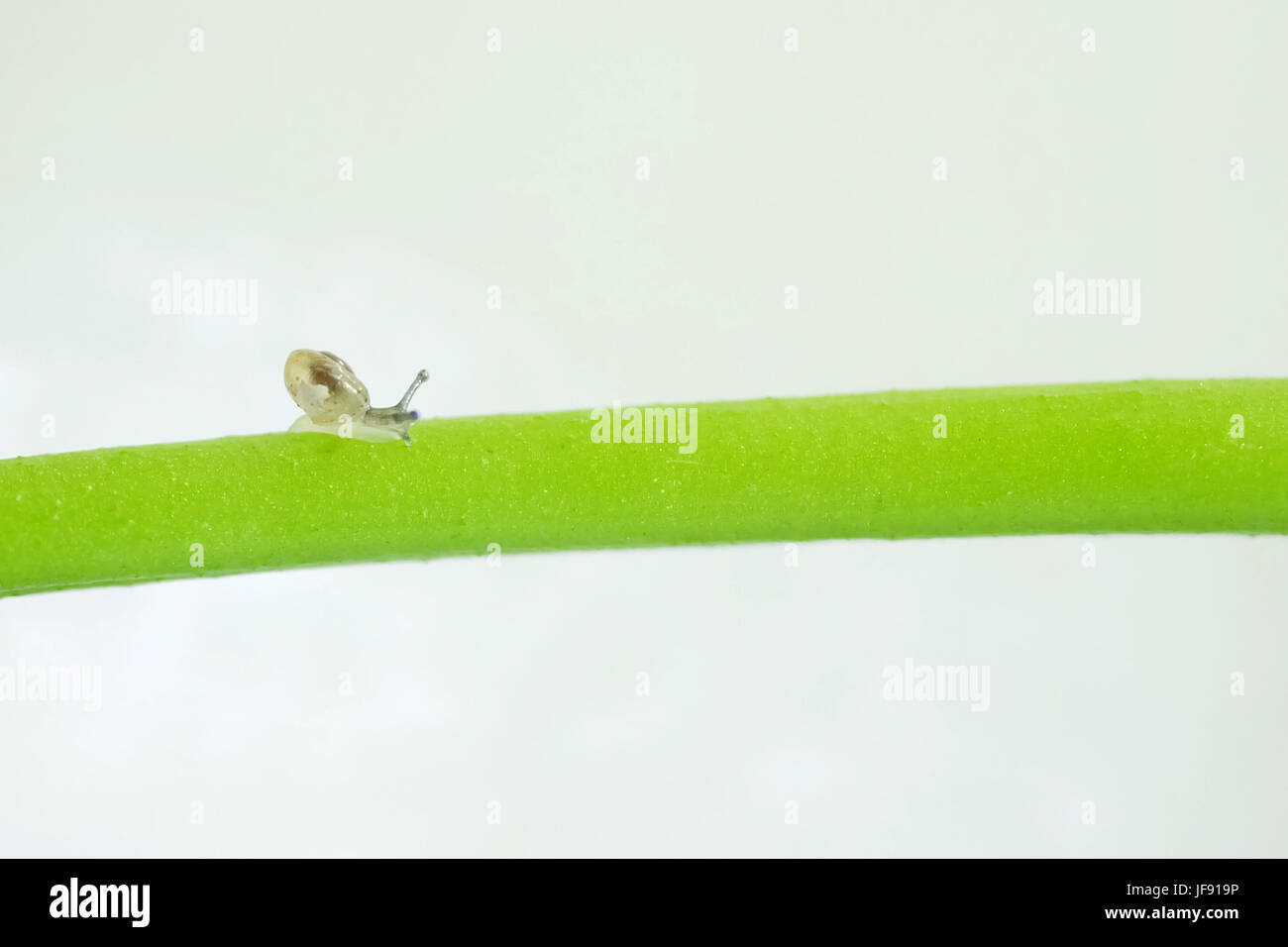 Baby snail hi-res stock photography and images - Alamy