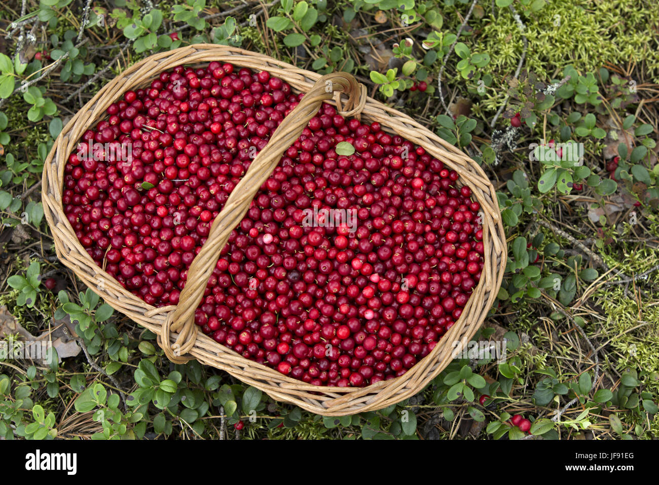Fresh Cowberries in a Basket in the Forest Stock Photo - Alamy