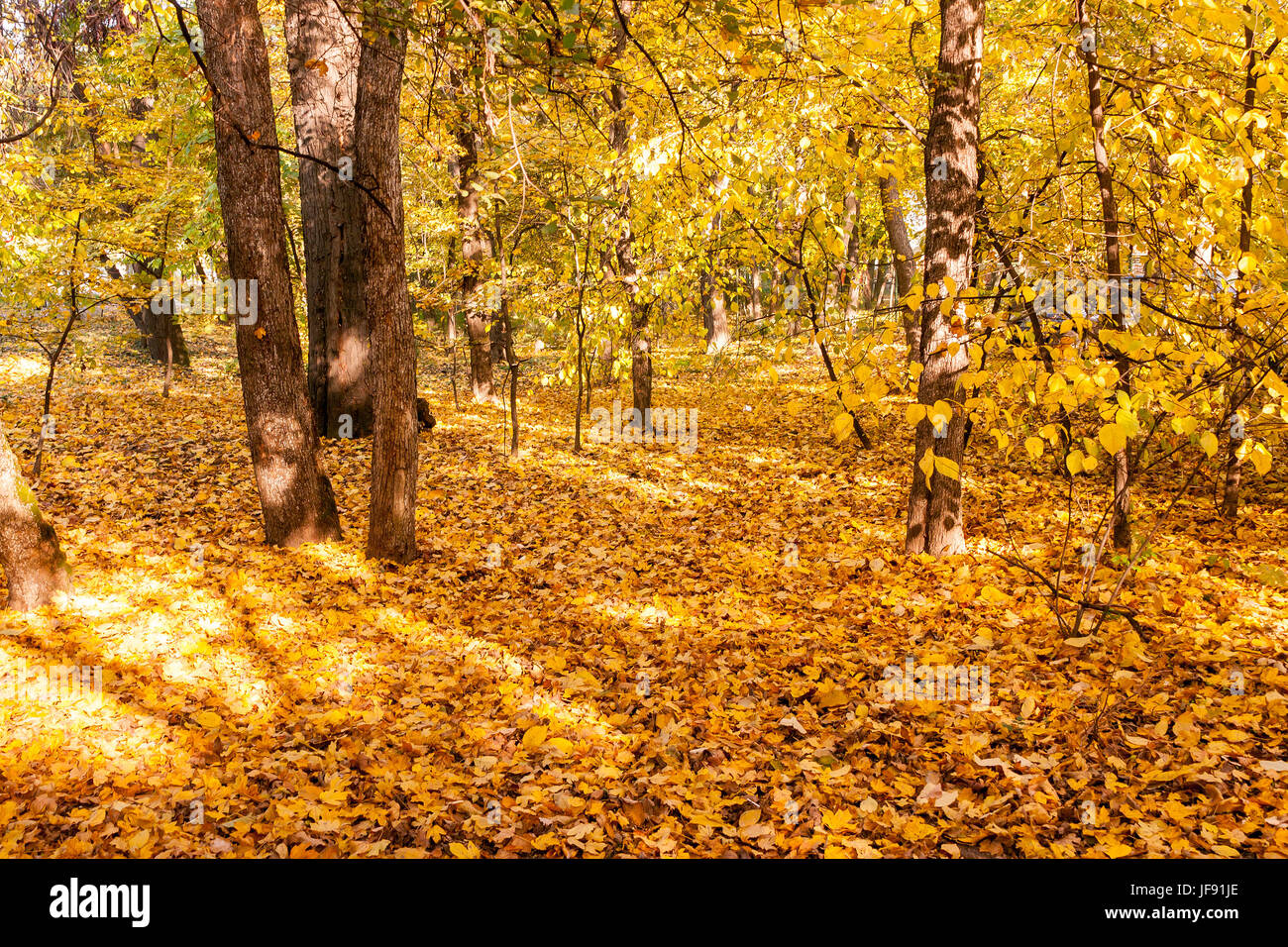 Autumn colour in the old Romanian village museum in Bucharest, Romania ...