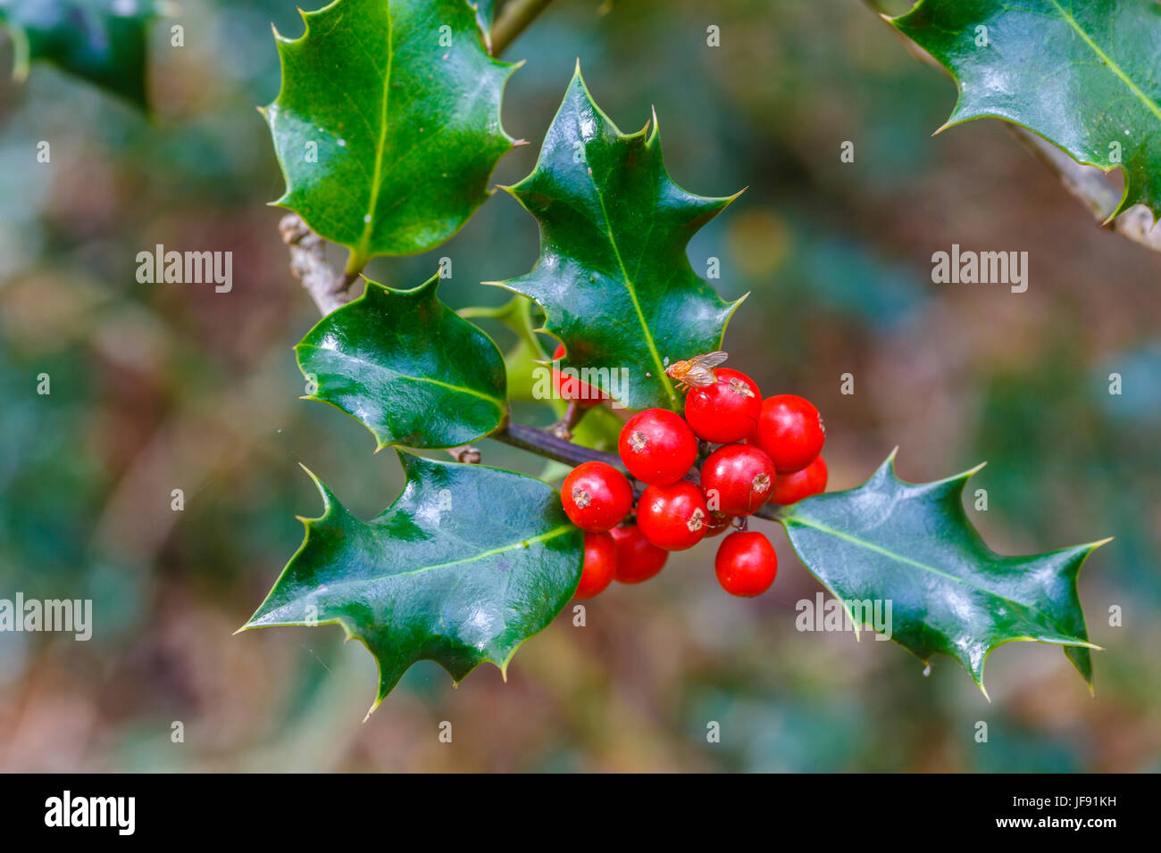 Holly common english european hi-res stock photography and images - Alamy
