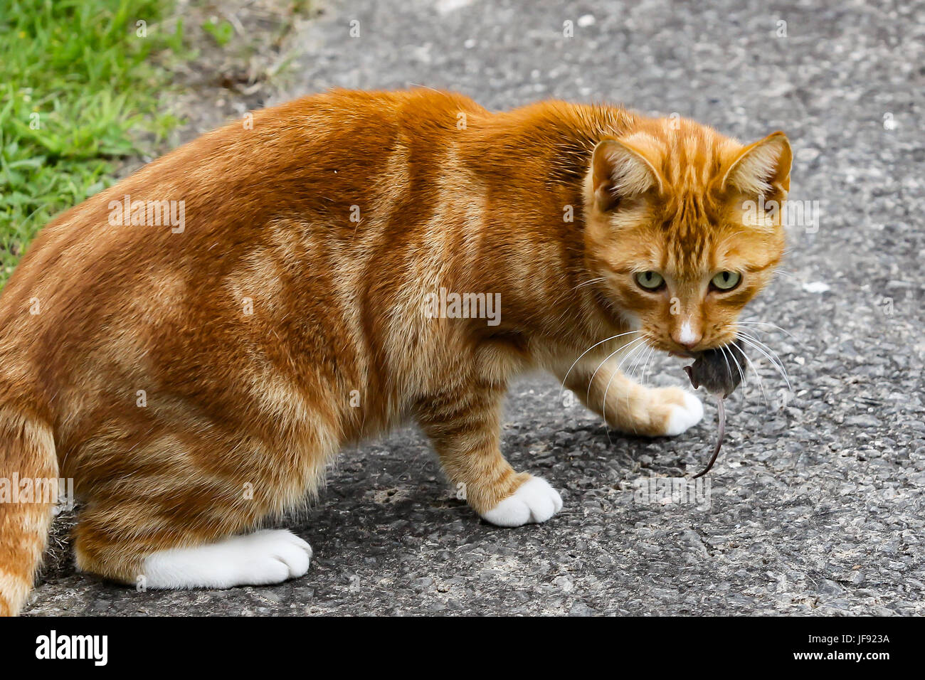 26th June 21017. Lily with a mouse Credit:Tony Taylor/Alamy Live News ...