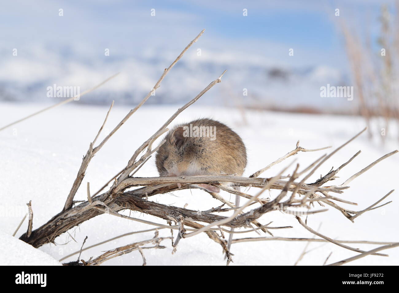 A field mouse frozen on a branch Stock Photo - Alamy