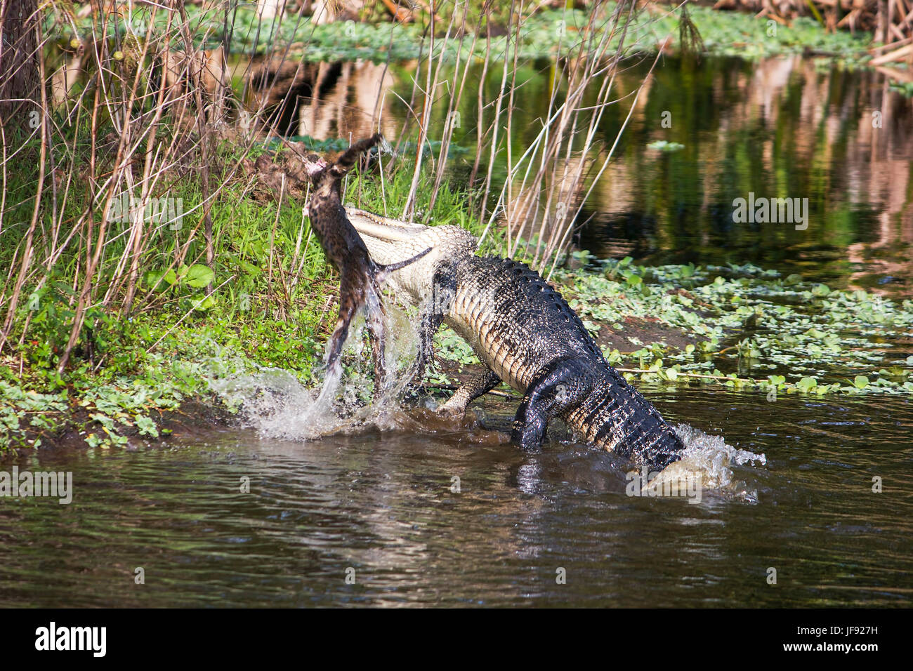 The first in a series of 4 images of an alligator attacking and eating ...
