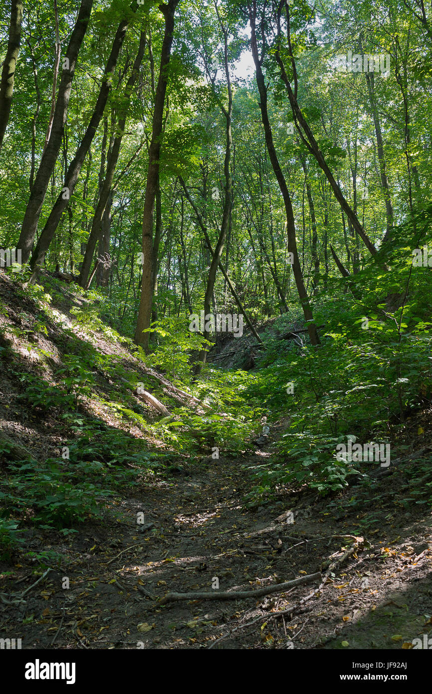 Ravine forest hi-res stock photography and images - Alamy