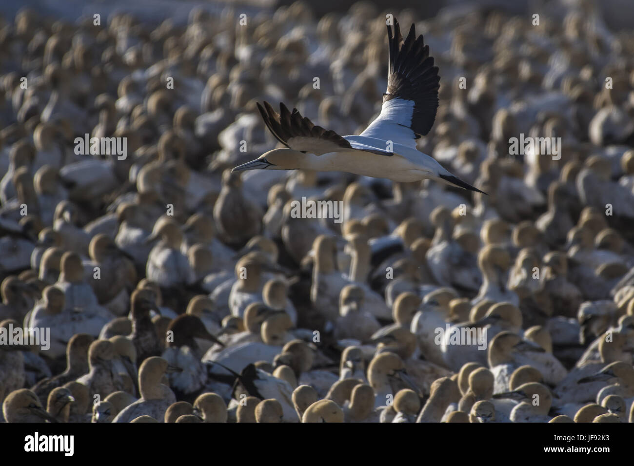 Morus capensis hi-res stock photography and images - Alamy