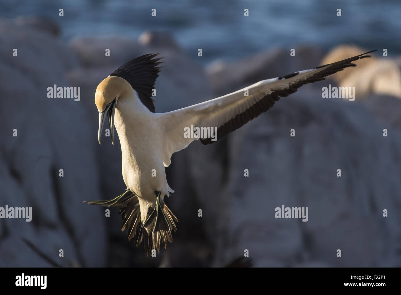 Cape gannet (Morus capensis Stock Photo - Alamy