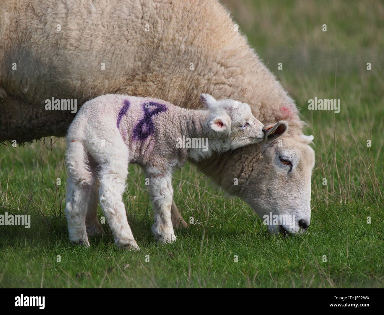 A young lamb with mother Stock Photo - Alamy
