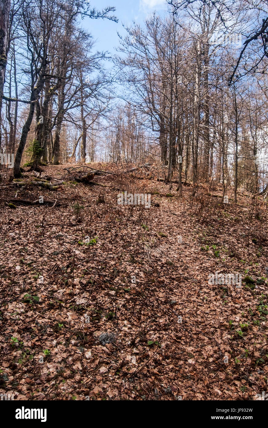spring mountain deciduous forest with hiking trail covered by fallen ...