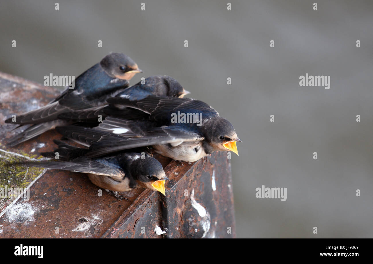 Immature Barn Swallows band together Stock Photo - Alamy