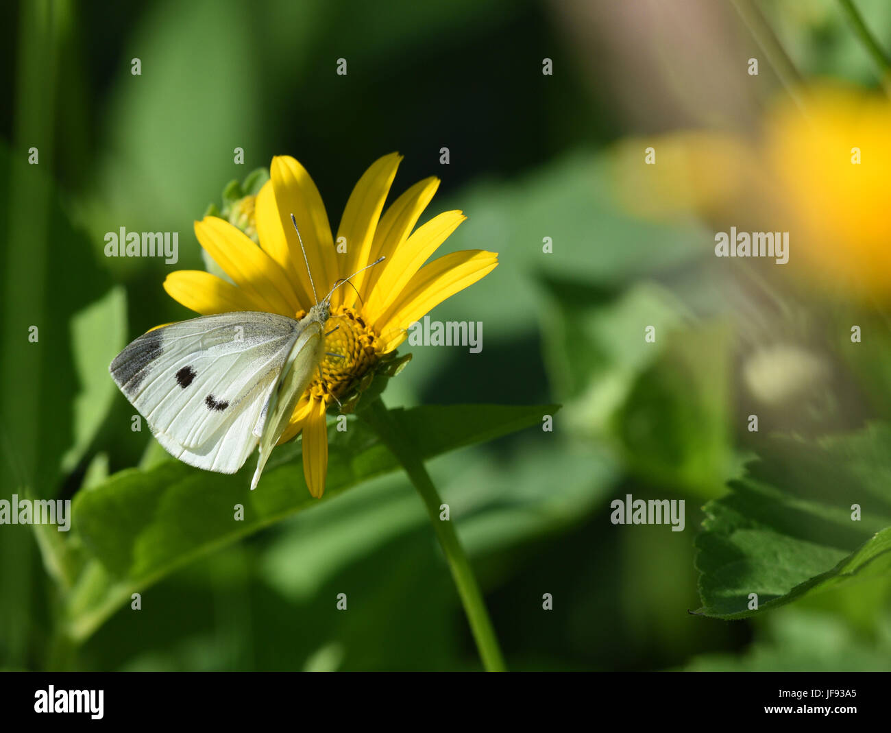 Moth / Butterfly on Daisy Stock Photo - Alamy
