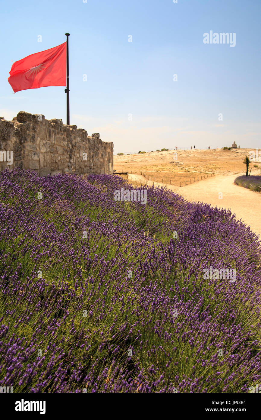 Lavender growing at the fortress of Les Baux, Provence, France Stock ...