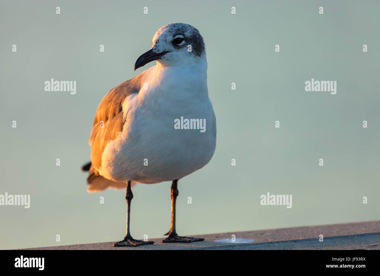 portrait of a young black-backed seagull Stock Photo - Alamy