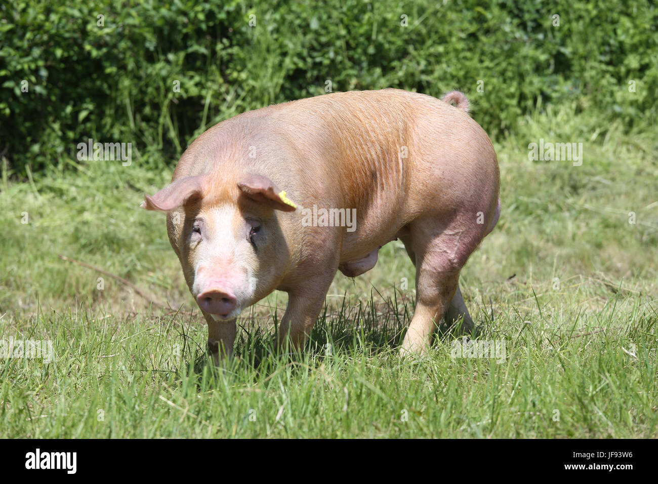 Duroc Stock Photos & Duroc Stock Images - Alamy