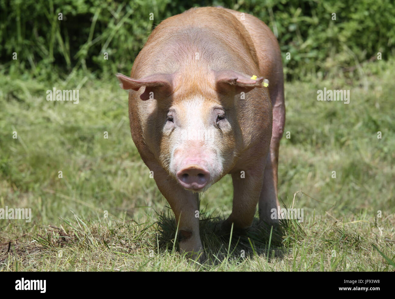 Duroc piglets hi-res stock photography and images - Alamy
