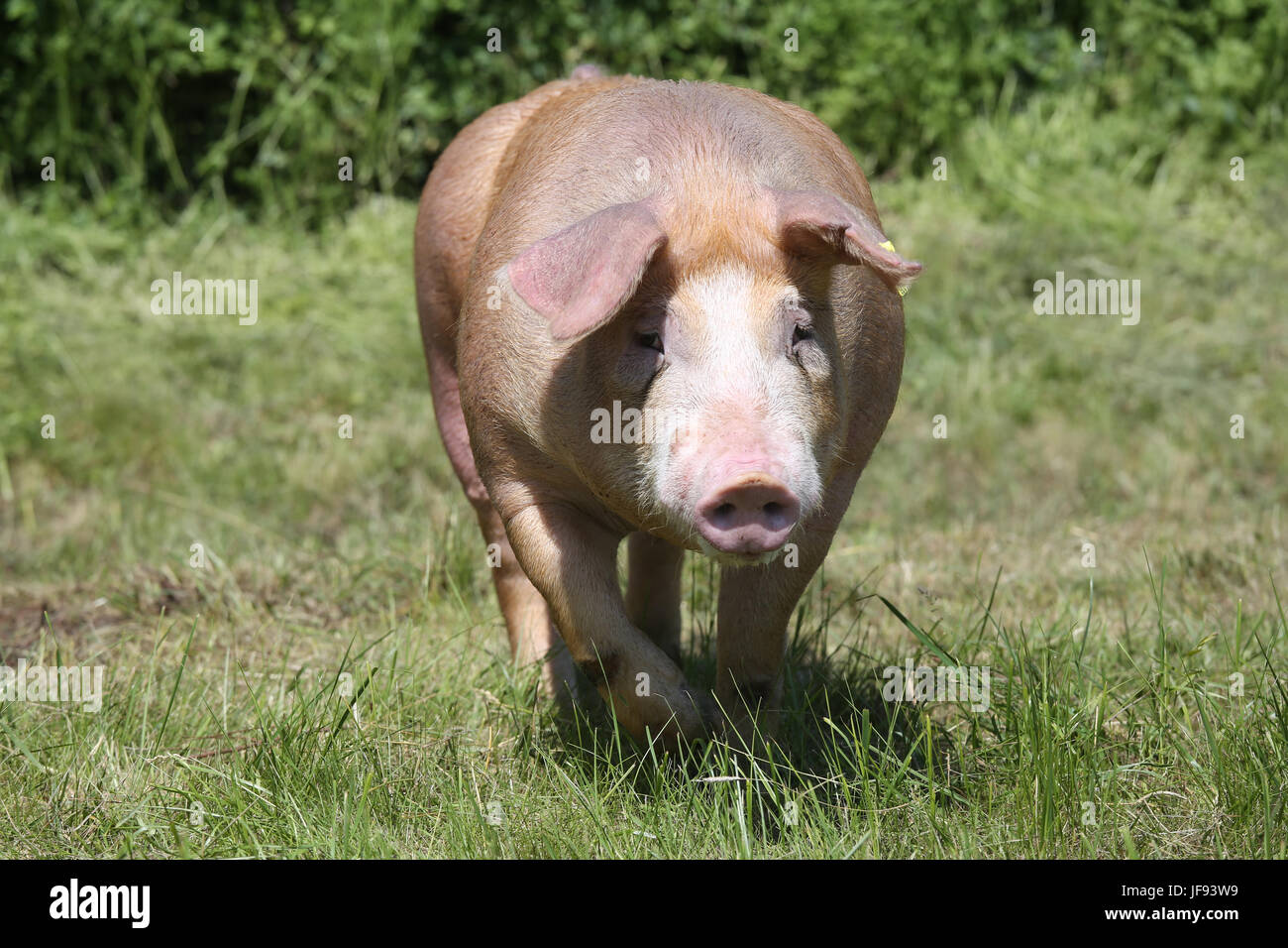 Head shot closeup of a young duroc pig on the meadow Stock Photo - Alamy