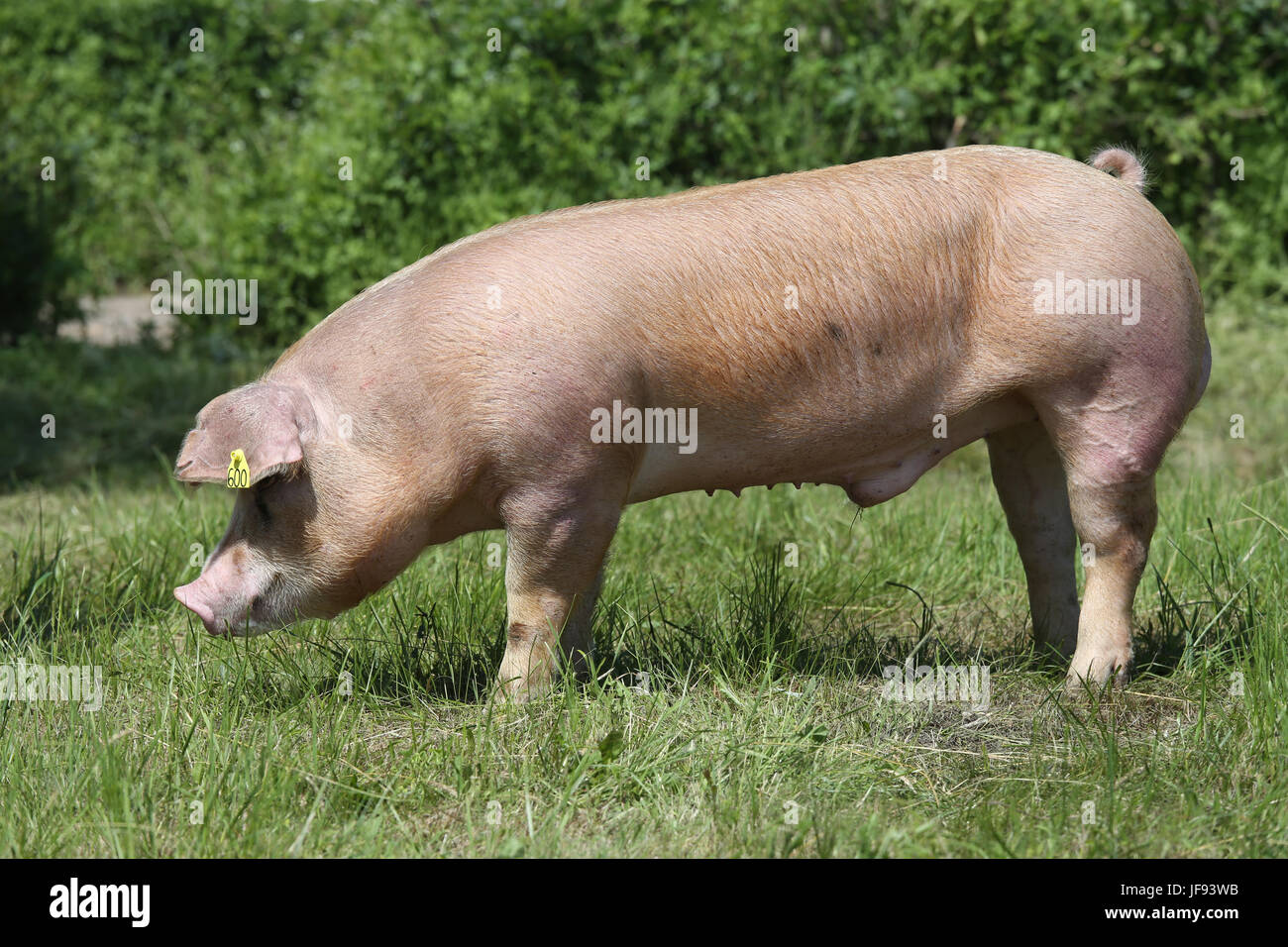 Duroc Pig A Breed Of Domestic Pig High Resolution Stock Photography and ...